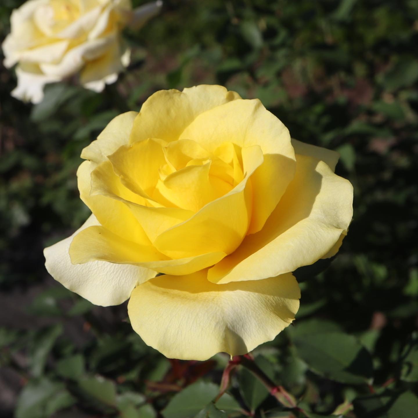 ゴールデンメダイヨン Golden Medallion｜rosepottokyo