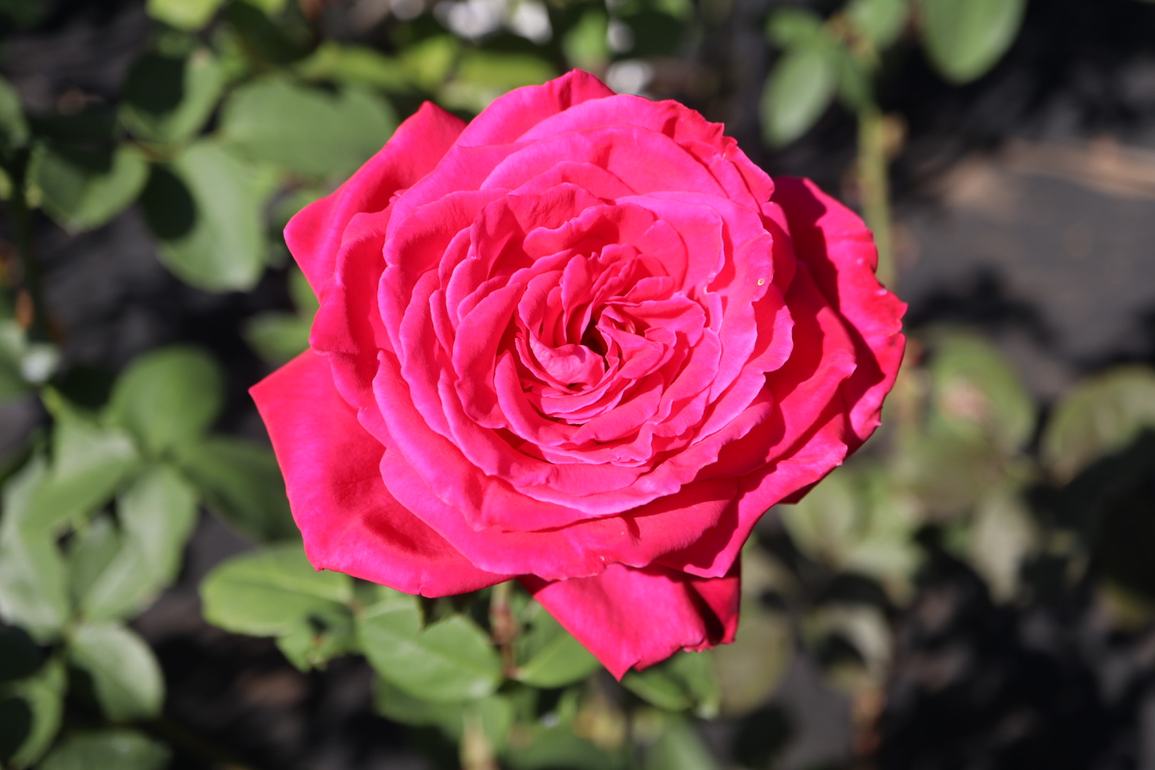 ファーストブラッシュ First Blush｜rosepottokyo