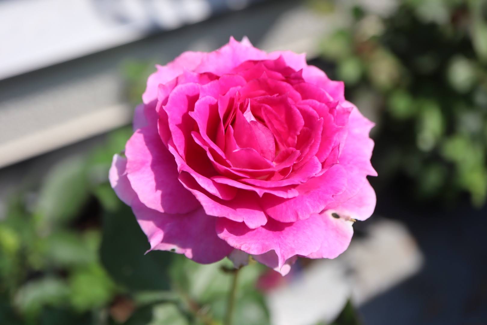 シェエラザード Sheherazad｜rosepottokyo