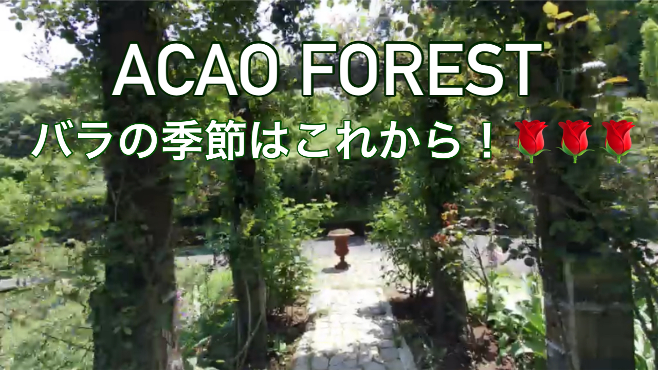 ACAO FOREST ｜rosepottokyo